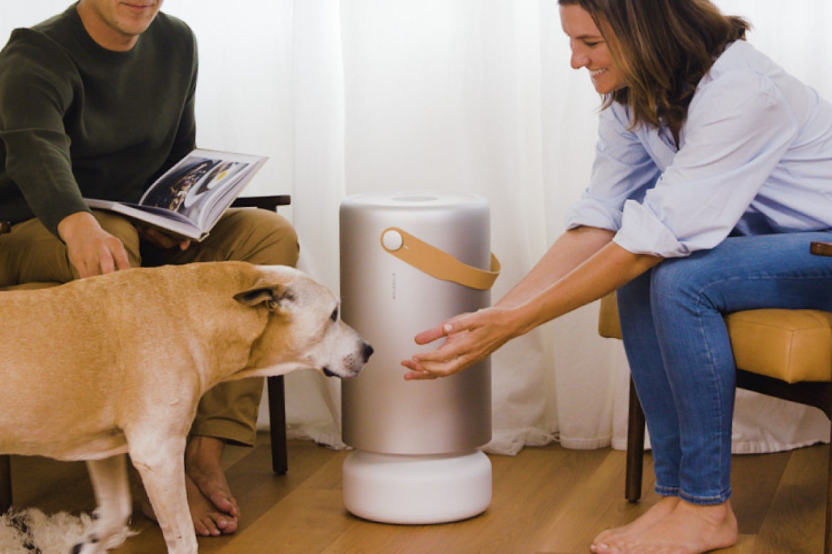 Unhealthy Air Quality And Pet Health - Molekule