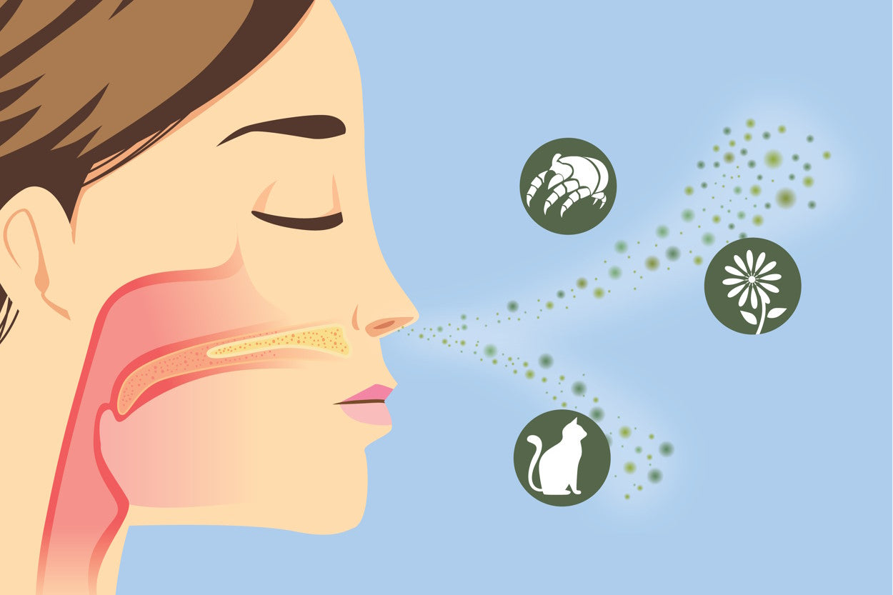 How to Prepare for Allergy Season: 5 Easy Tips - Molekule