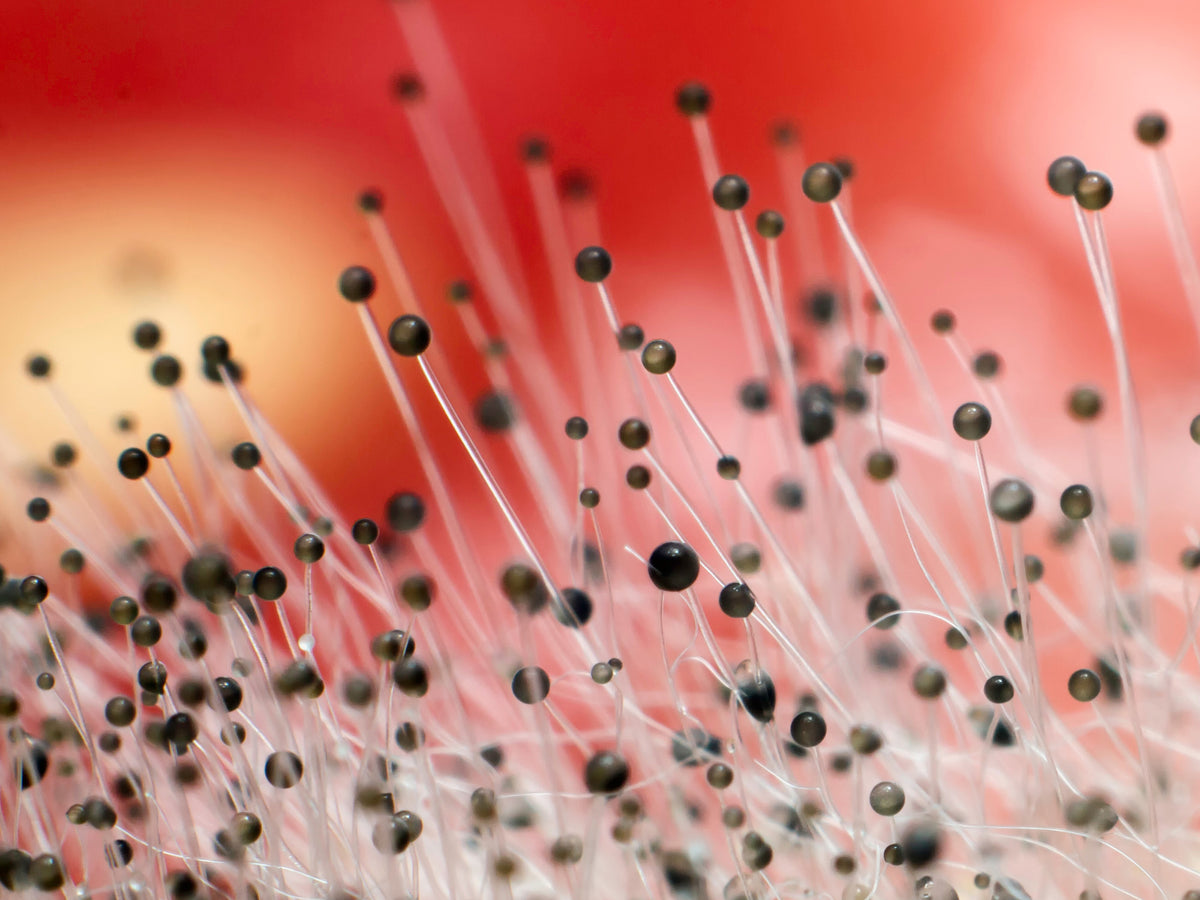 What Are Mycotoxins and Where Are They Found? - Molekule