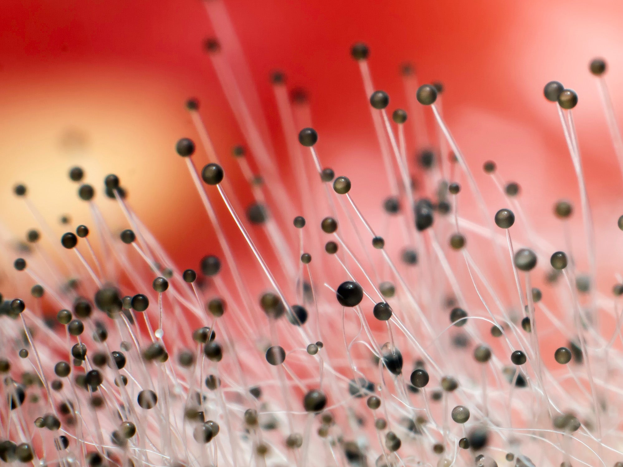 What Are Mycotoxins and Where Are They Found? - Molekule