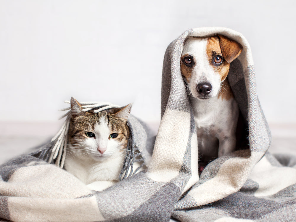 What is Pet Dander? Definition & Solutions for Cats & Dogs - Molekule